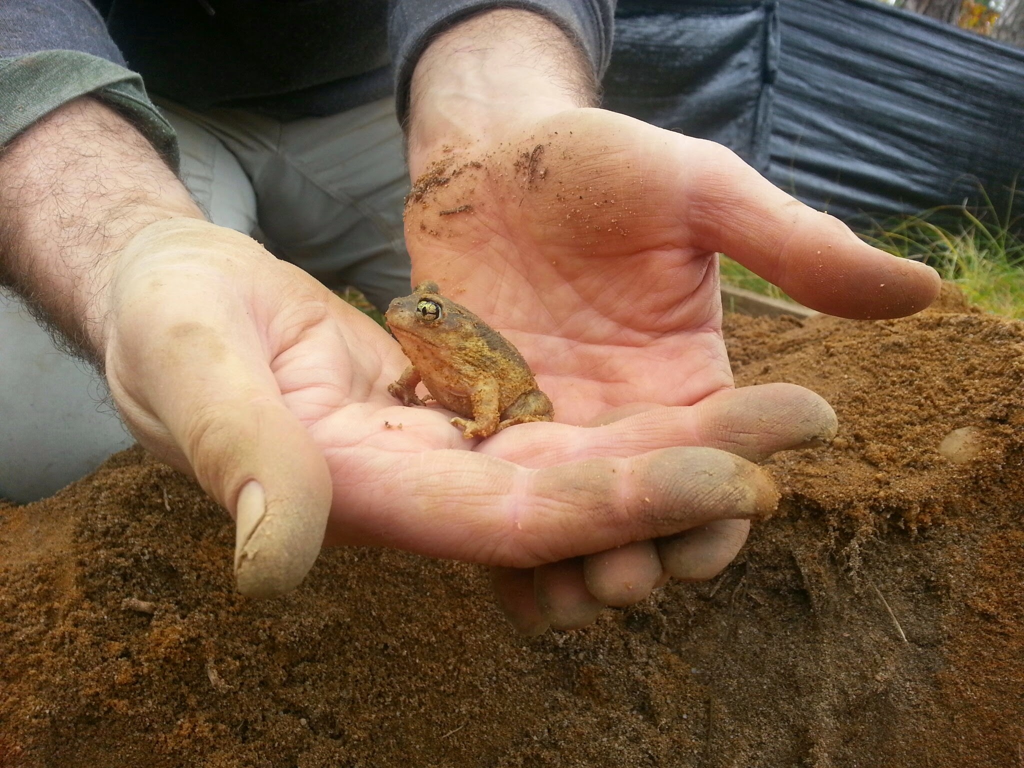 Vernal Pools – Ephemeral Hot Spots of Biodiversity – ZNE Conservation Blog