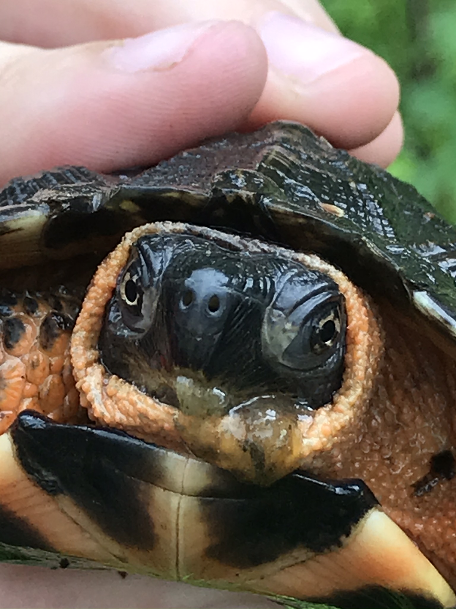 Takeout for Turtles – ZNE Conservation Blog