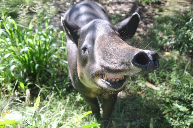 International Partner Spotlight: Baird’s Tapir Survival Alliance – ZNE ...