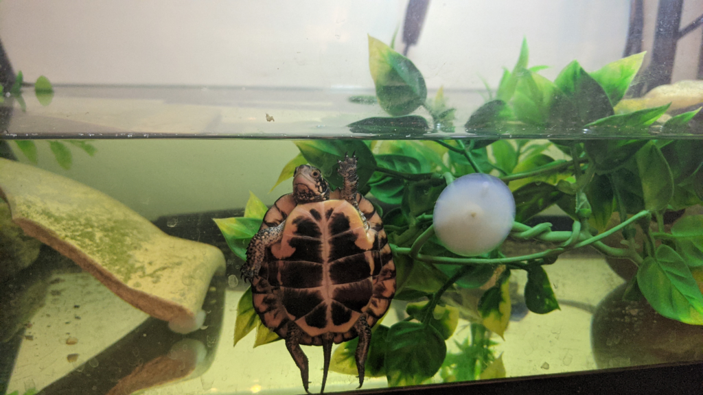 Hatchlings Head to School – ZNE Conservation Blog