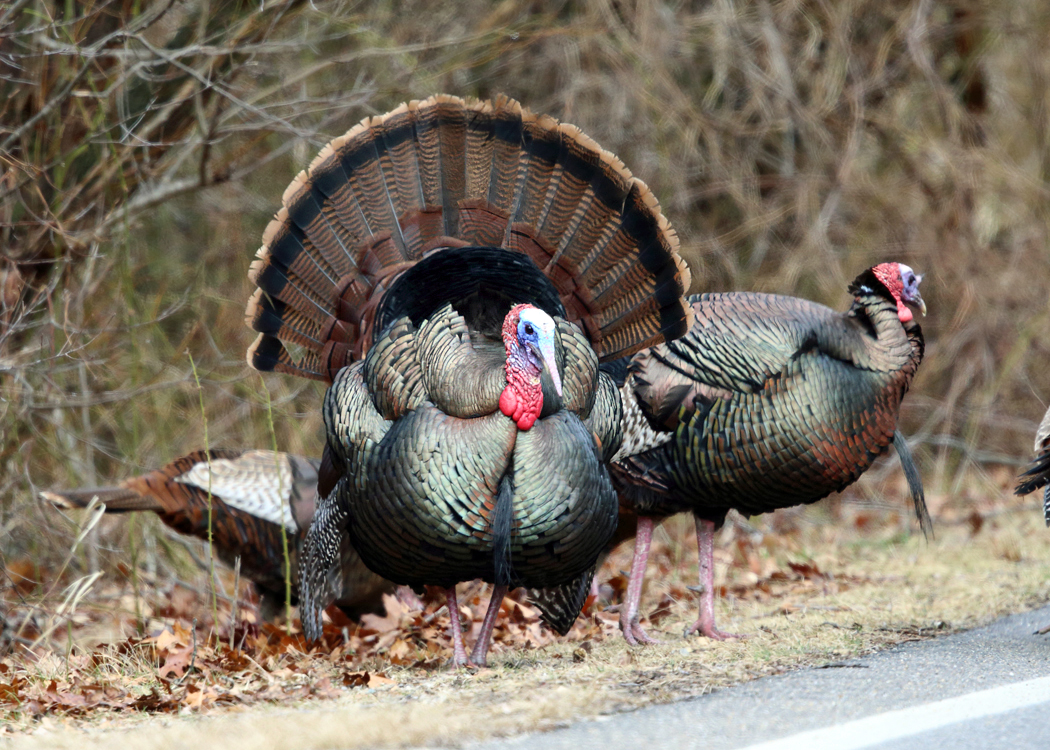 Turkey Tales – ZNE Conservation Blog