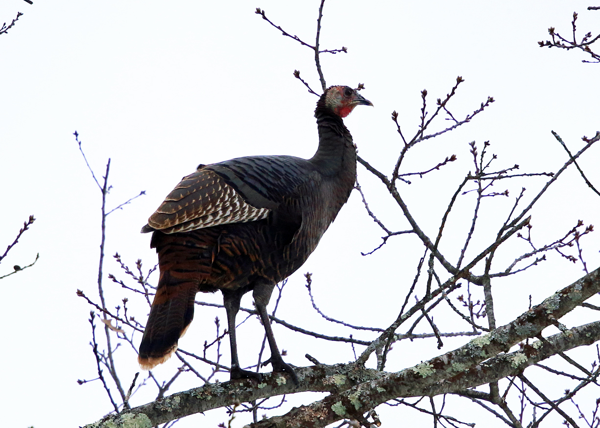Turkey Tales – ZNE Conservation Blog