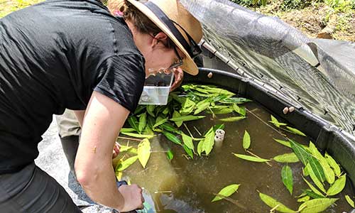 International Partner Spotlight: BFREE – ZNE Conservation Blog