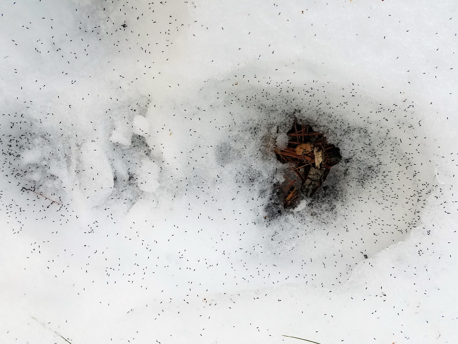 Unique Insects of Late Winter – ZNE Conservation Blog