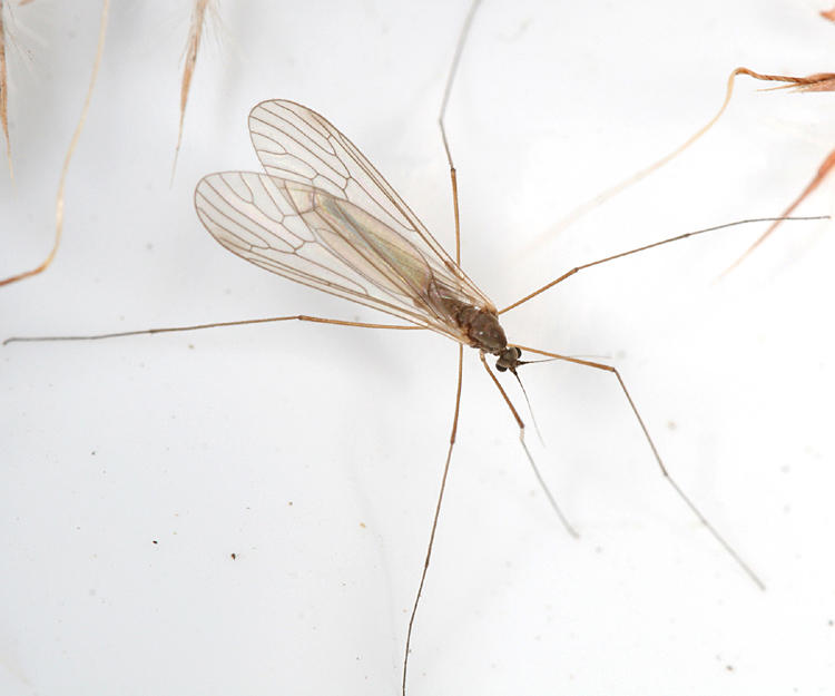 Unique Insects of Late Winter – ZNE Conservation Blog