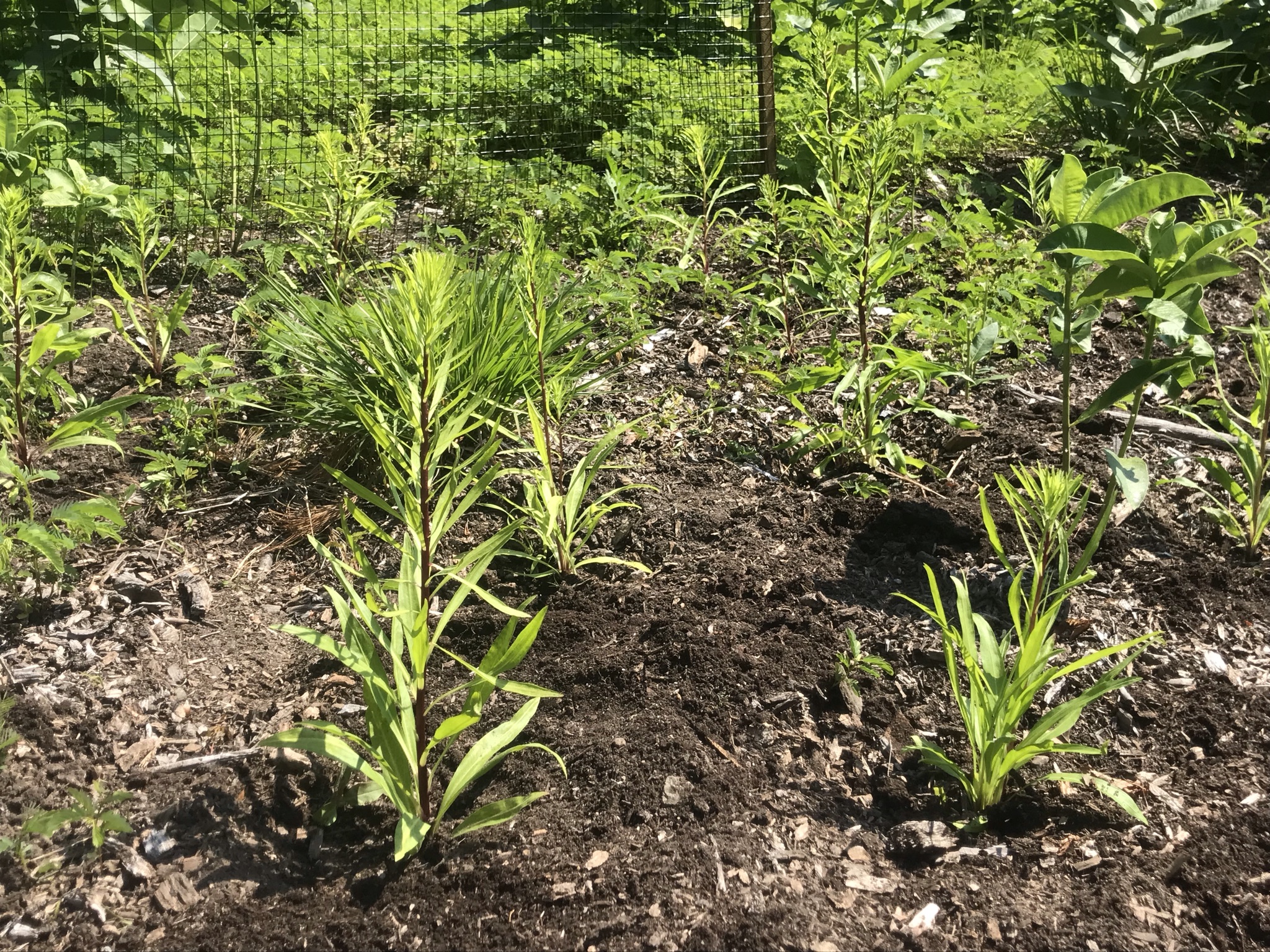 Restoring Ecosystems from the Ground Up – ZNE Conservation Blog