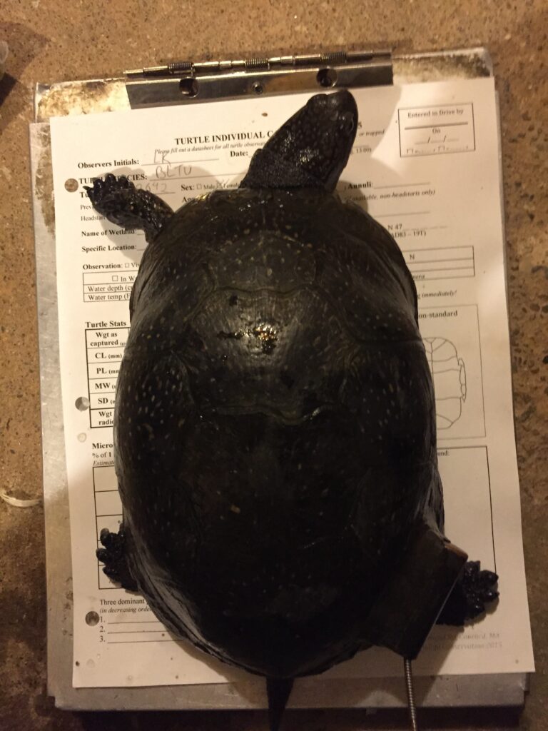 The Mystery of the Lost Turtle – ZNE Conservation Blog
