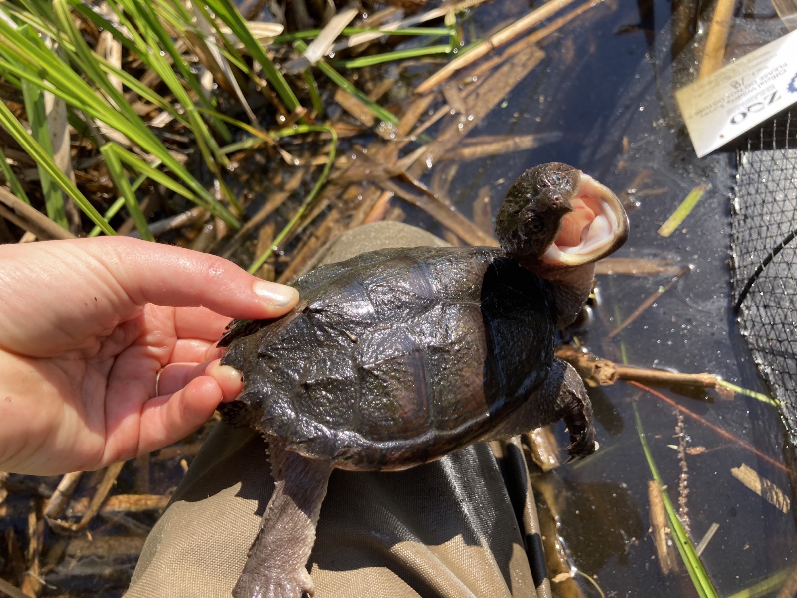 It’s a TRAP – ZNE Conservation Blog