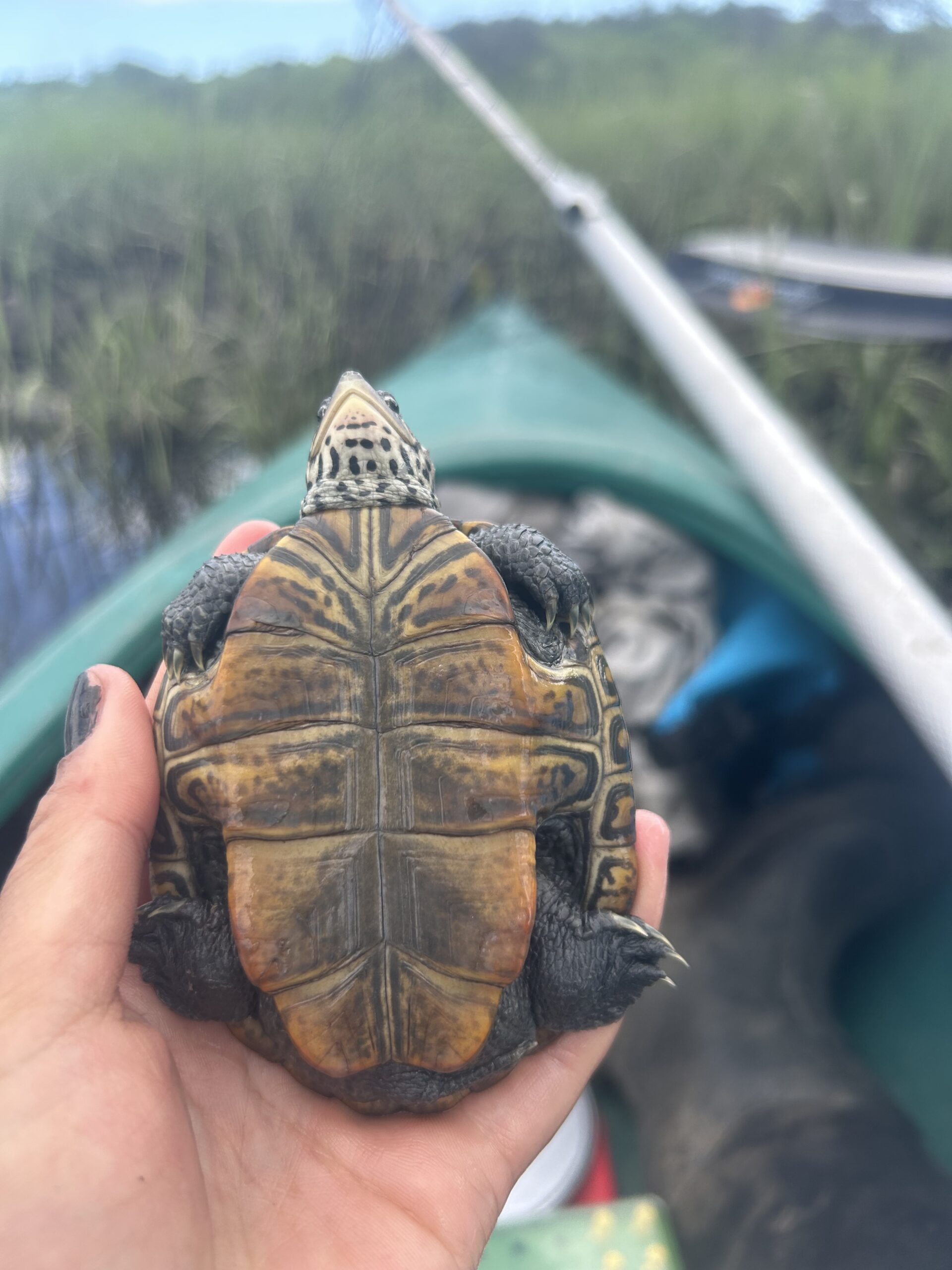 Northern Diamondback Terrapin (Malaclemys terrapin) in Buzzards Bay ...