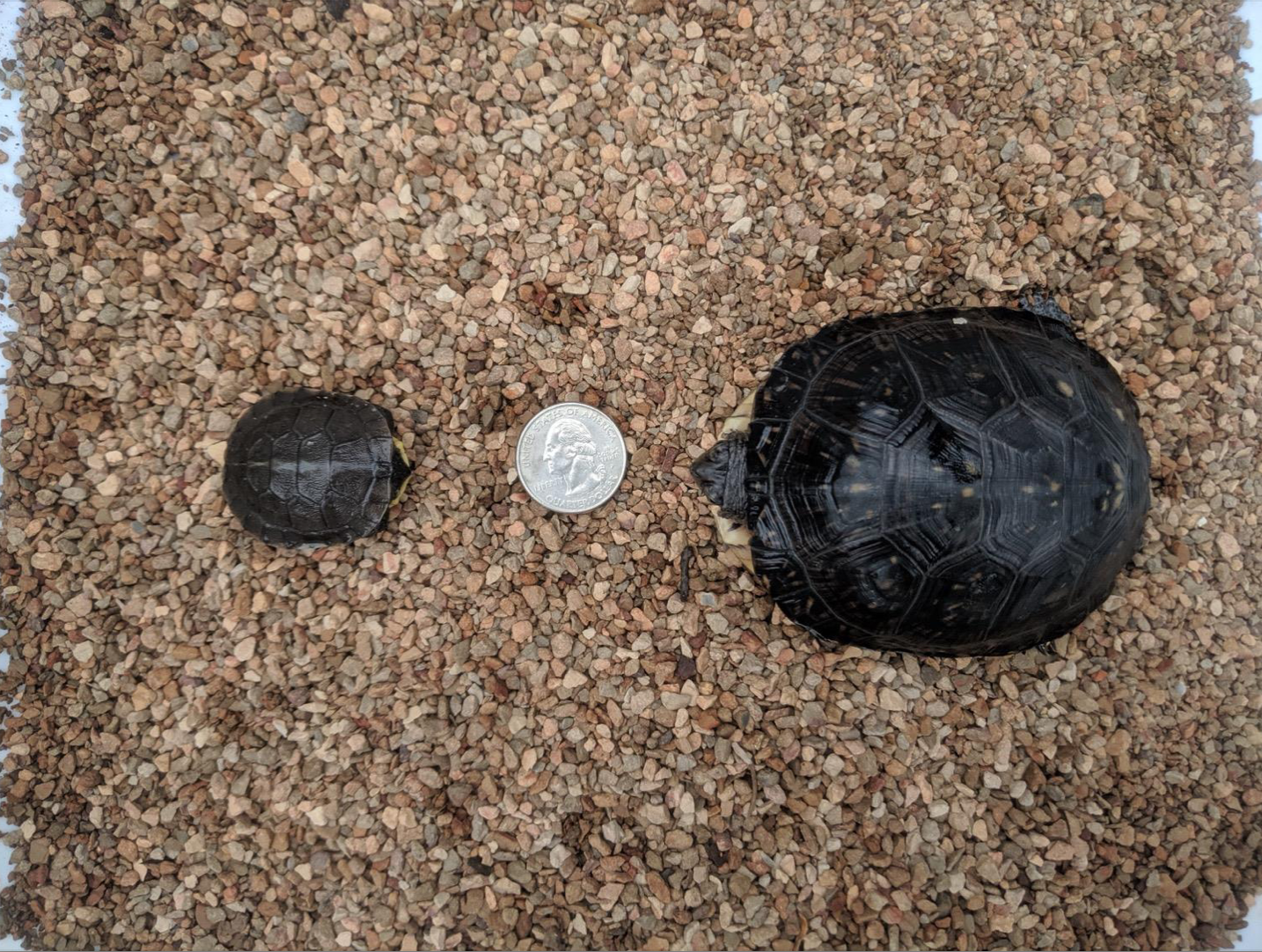 Turtles Get Schooled! 15 Years of Turtle Headstarting in MA Schools ...