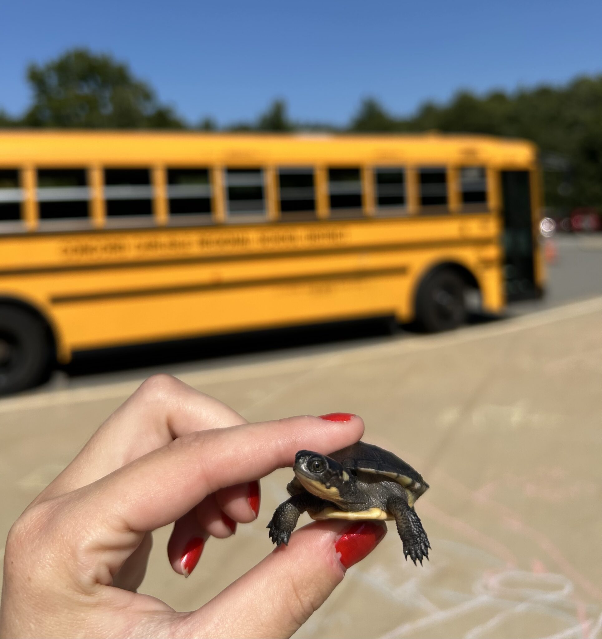 Turtles Get Schooled! 15 Years of Turtle Headstarting in MA Schools ...
