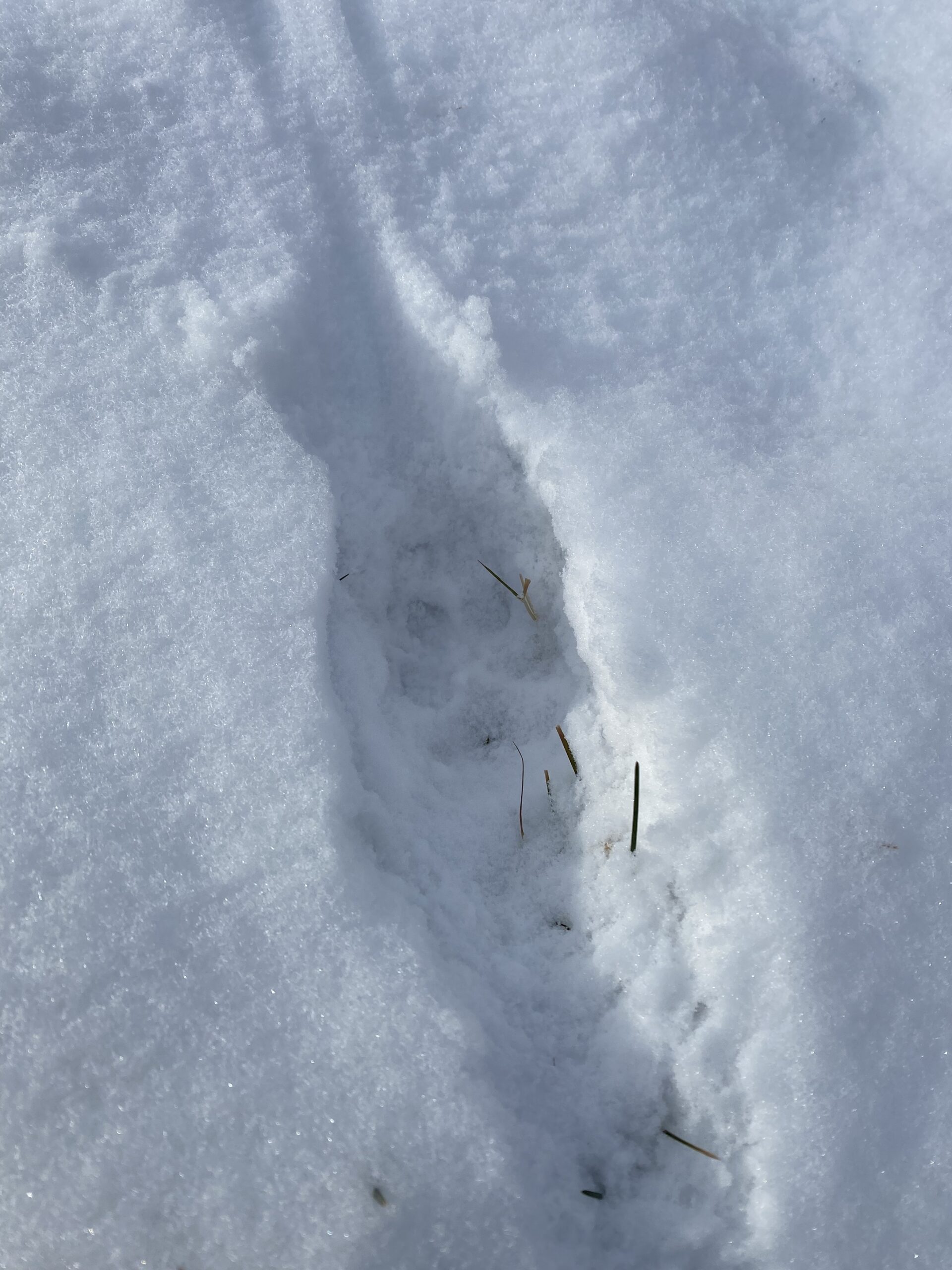 Walking in a Winter Wonderland: A Wildlife Tracking Adventure – ZNE ...