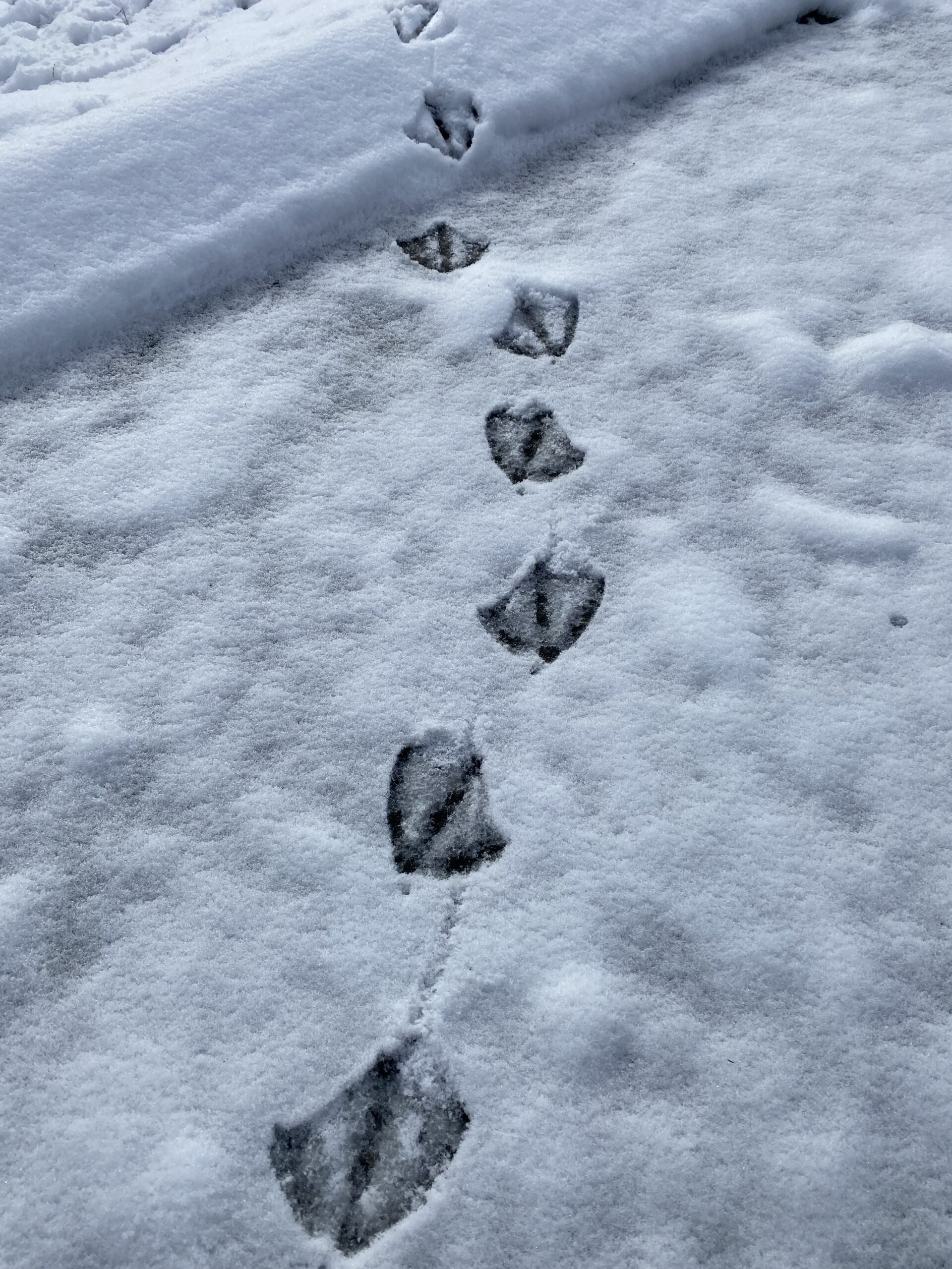 Walking in a Winter Wonderland: A Wildlife Tracking Adventure – ZNE Conservation Blog