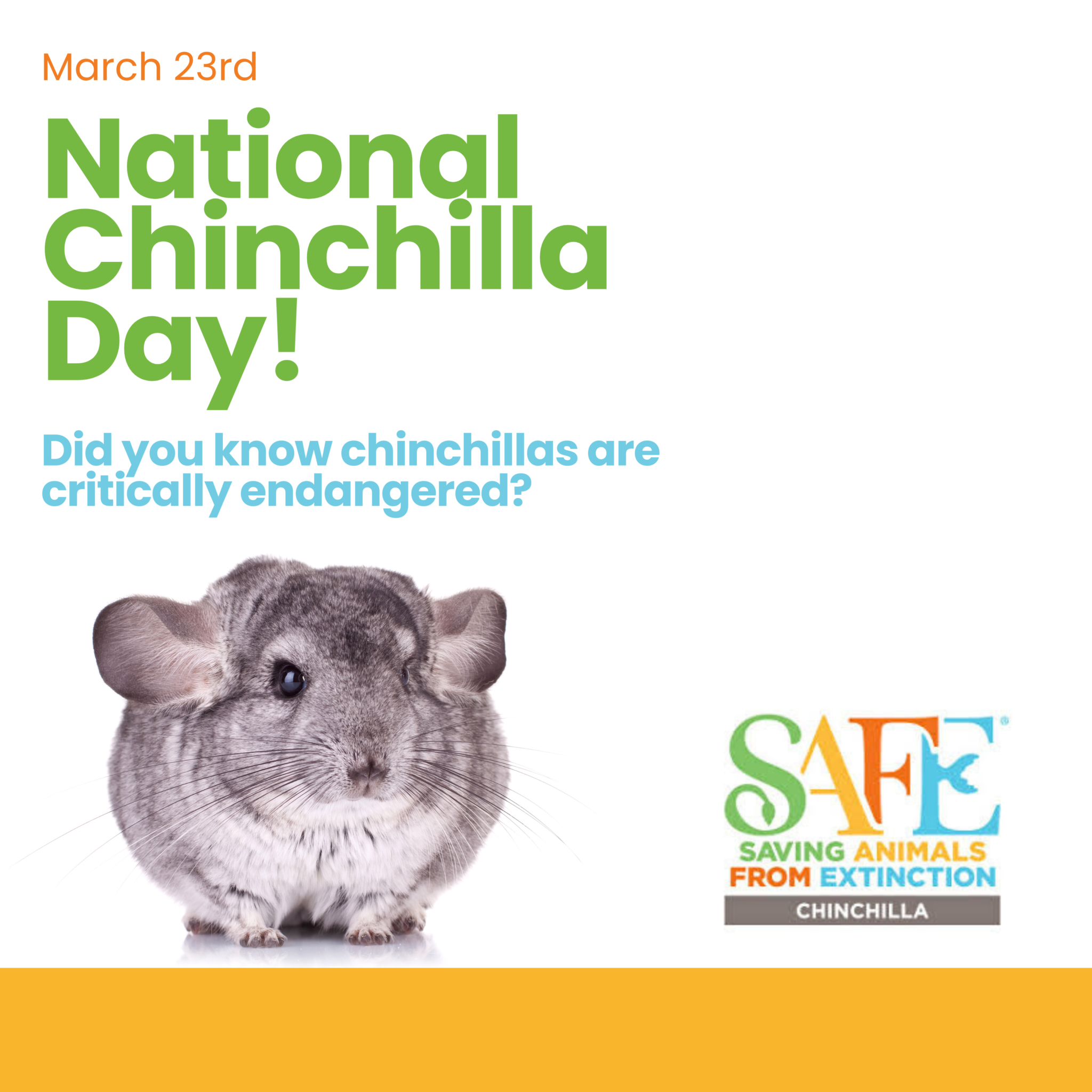 Taking Leaps for Chinchilla Conservation – ZNE Conservation Blog