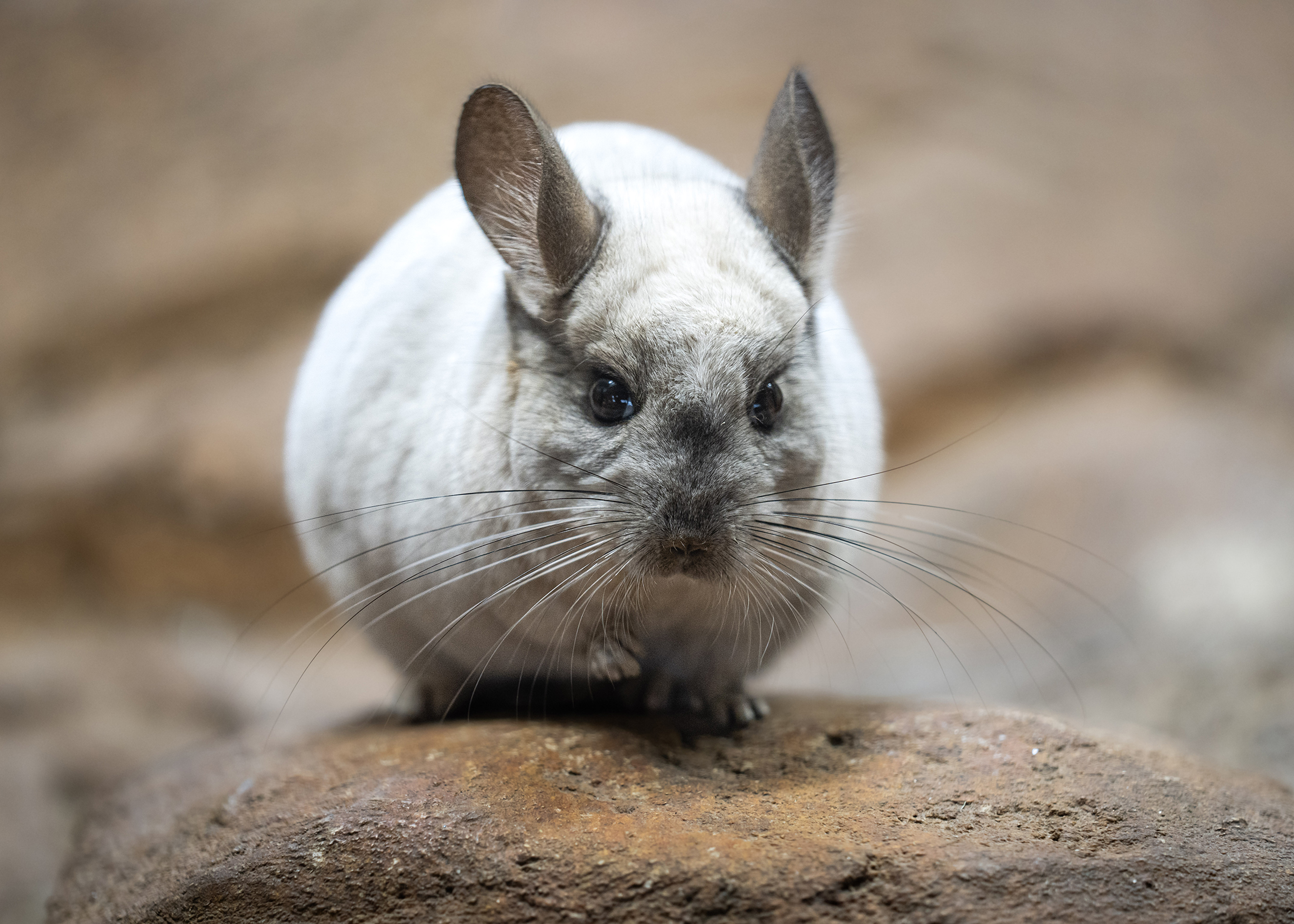 Taking Leaps for Chinchilla Conservation – ZNE Conservation Blog