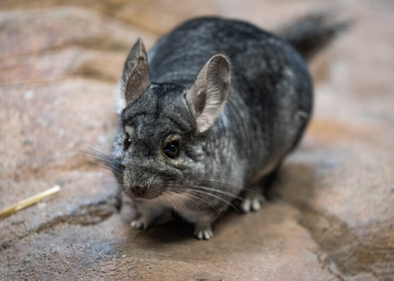 Taking Leaps for Chinchilla Conservation – ZNE Conservation Blog