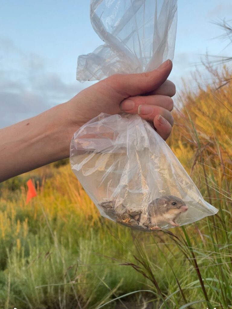 War and Hamsters III: Setting Free the Mice – ZNE Conservation Blog