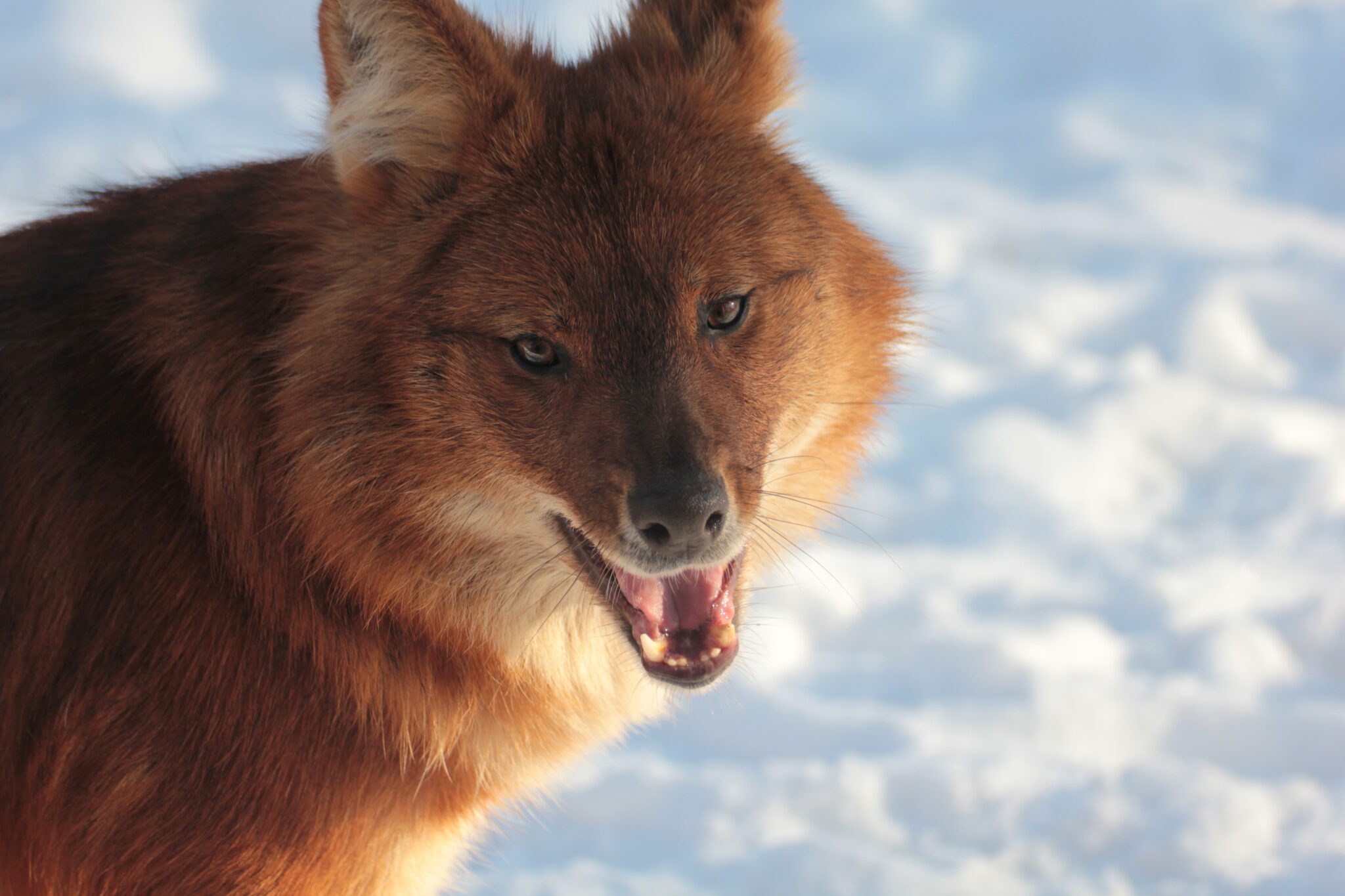 What in the World is a Dhole? – ZNE Conservation Blog