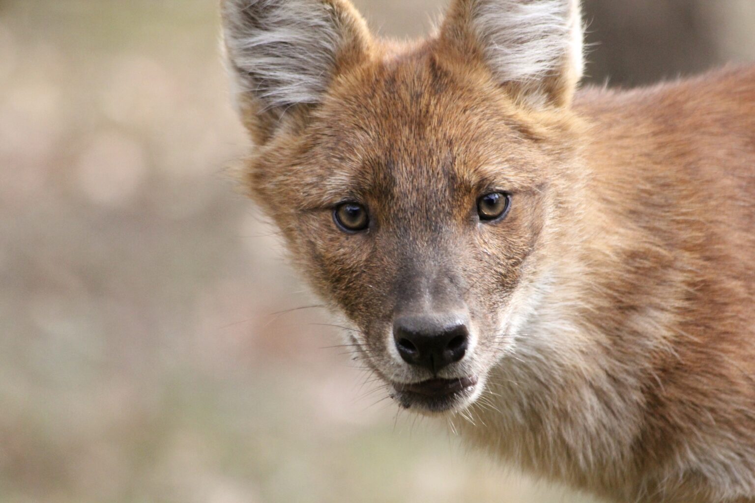 What in the World is a Dhole? – ZNE Conservation Blog