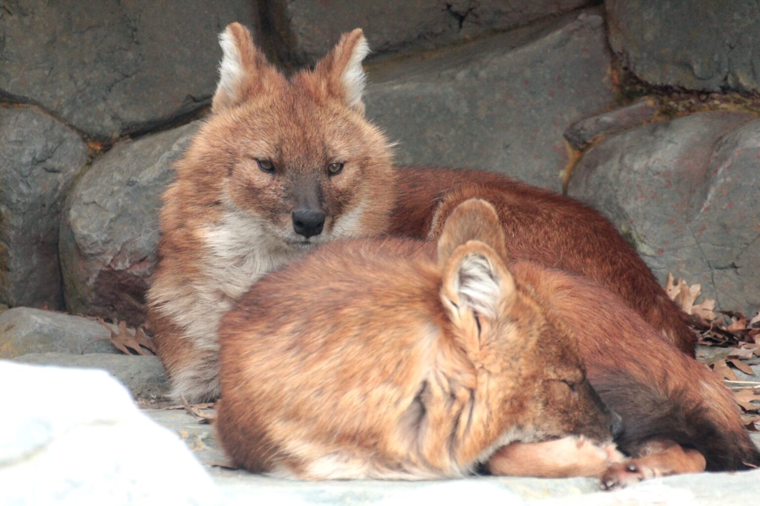 What in the World is a Dhole? – ZNE Conservation Blog