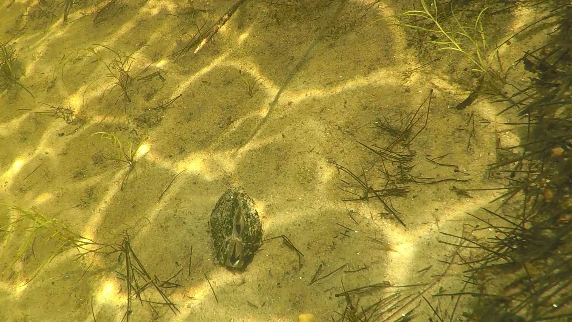 The Hidden Heroes of Massachusetts Waters: Why Freshwater Mussels ...