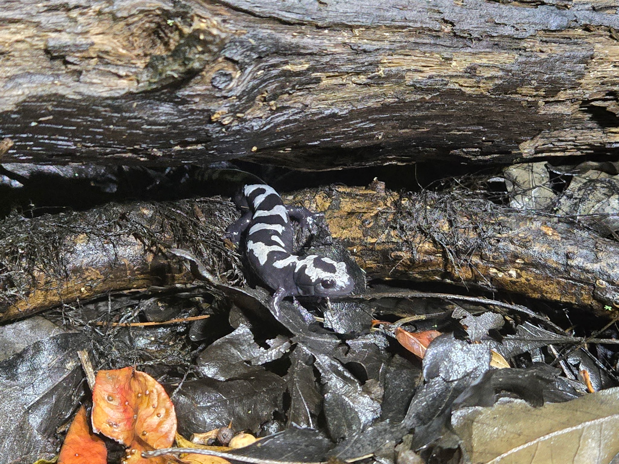 The Secret Lives of Marbled Salamanders – ZNE Conservation Blog