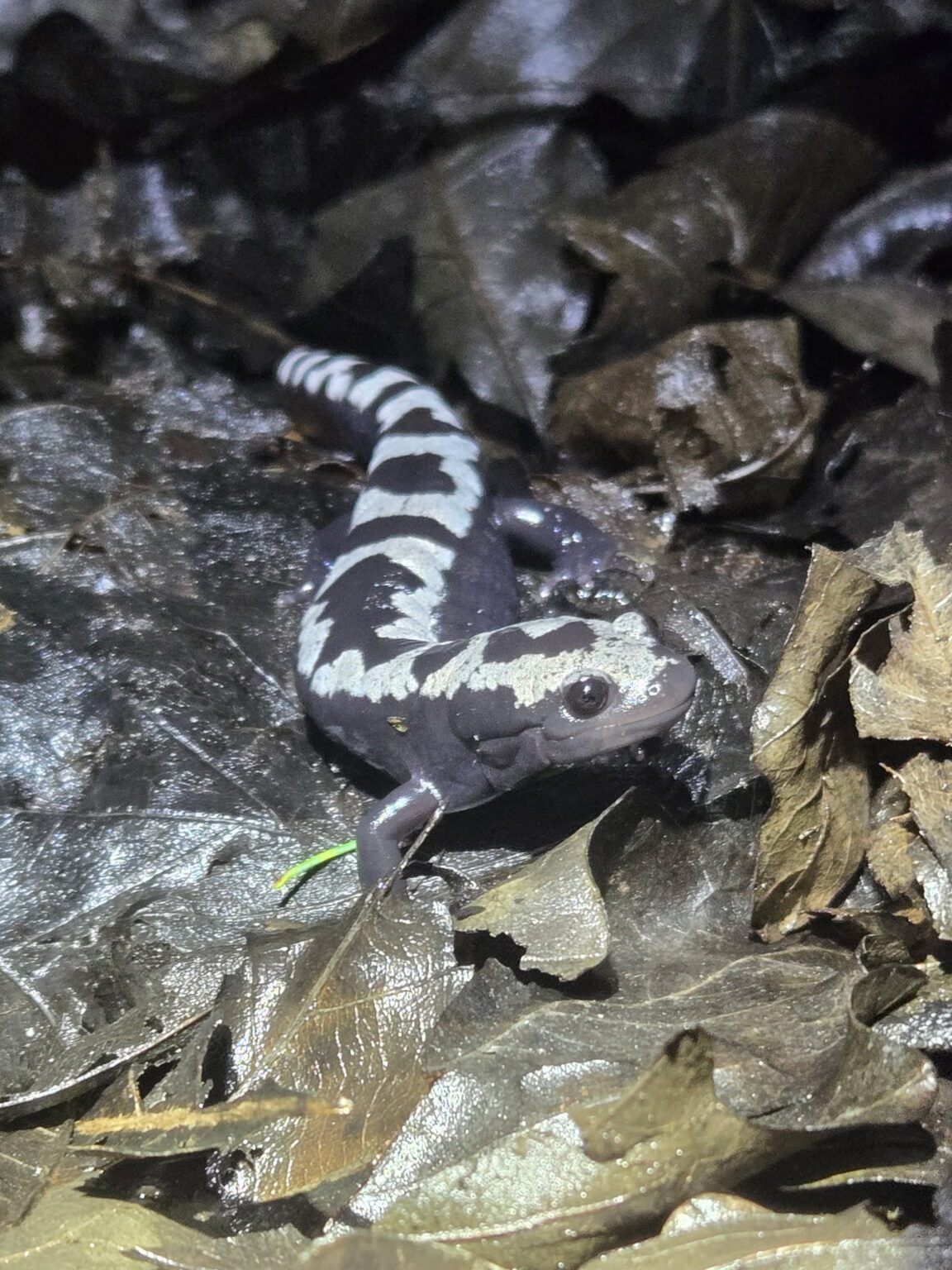 The Secret Lives of Marbled Salamanders – ZNE Conservation Blog