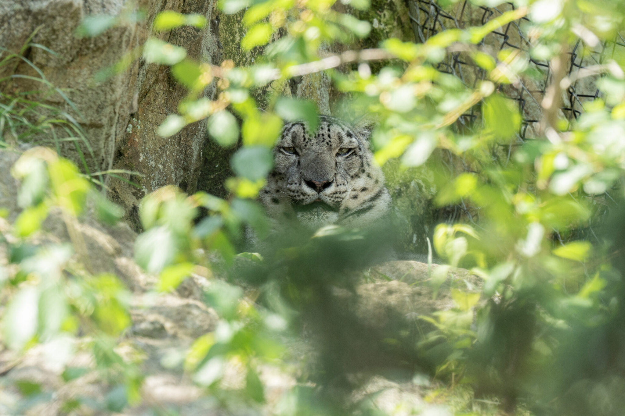 From Mongolia to Massachusetts: Zoo New England’s Snow Leopard Mission ...