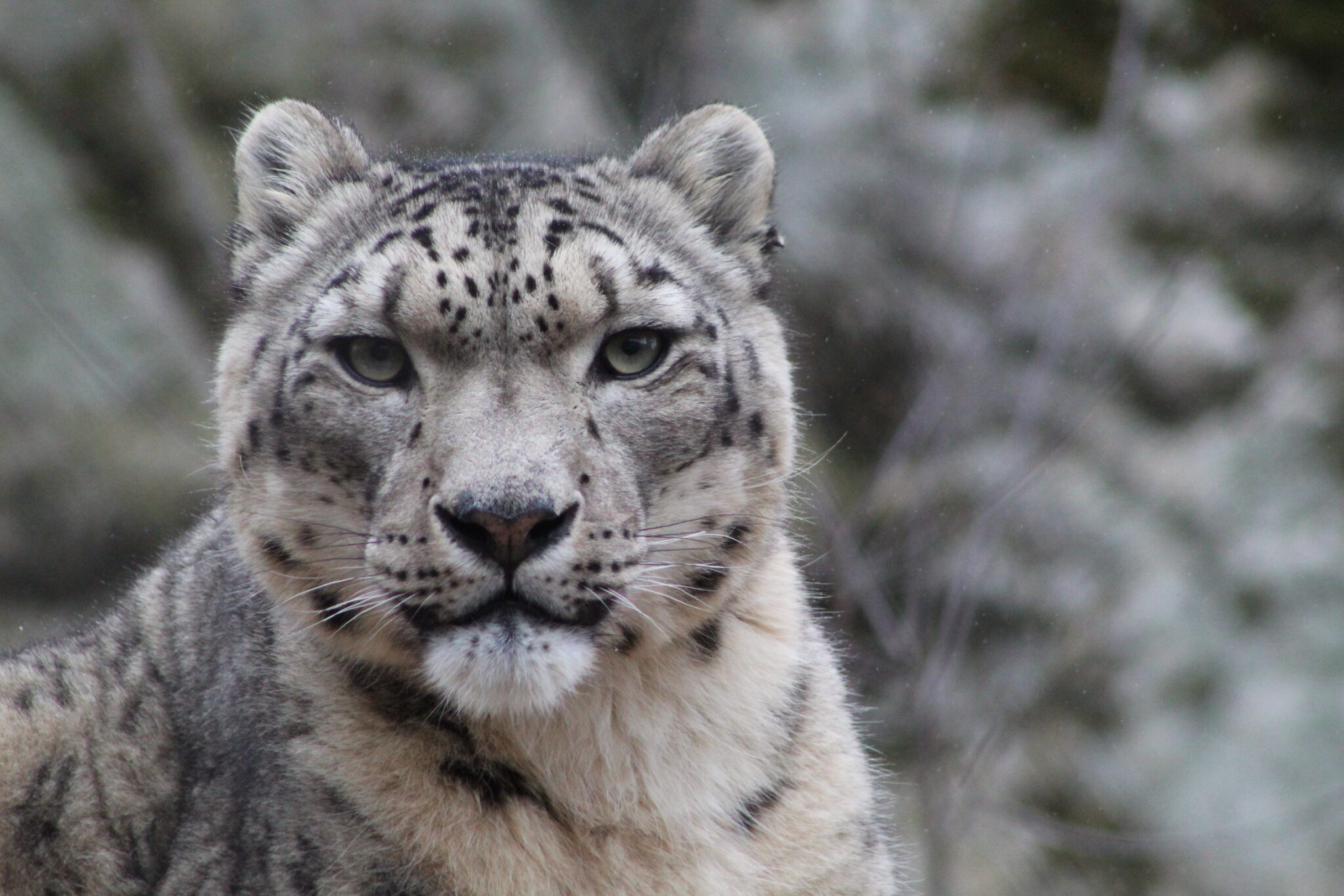 Saving Snow Leopards Across their Range: A New Round of Sabin Snow ...